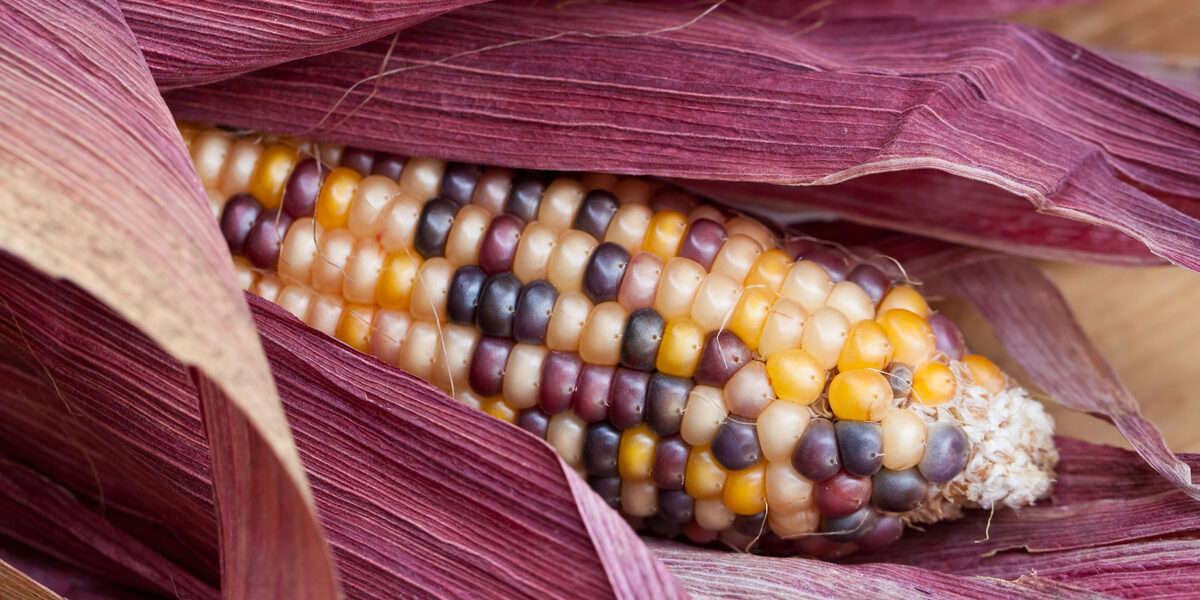 The Importance of Corn in Mexican Gastronomy - Mansion Mauresque