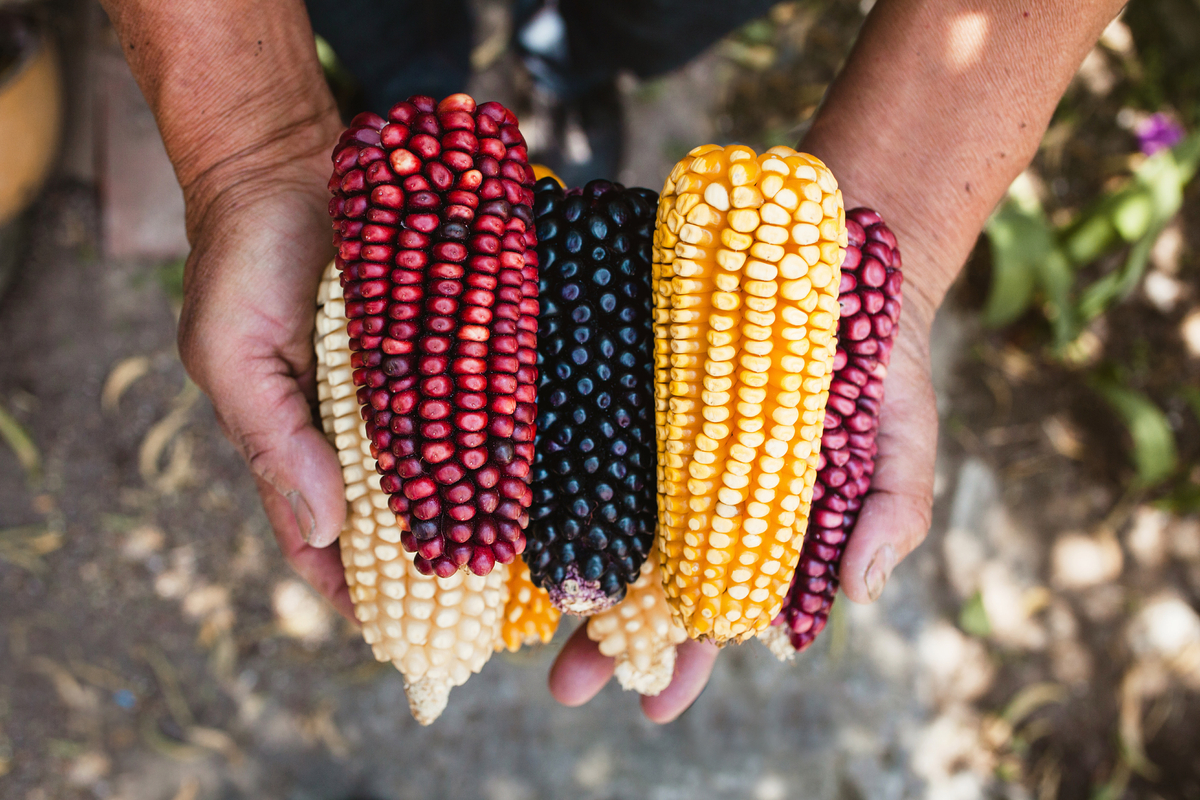 Corn, an Essential Ingredient of Yucatecan Cuisine - Mansion Mauresque